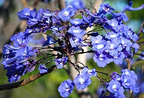 JACARANDA CUSPIDIFOLIA, BLUE rare flowering trumpet tree flamboyan seed 10 seeds