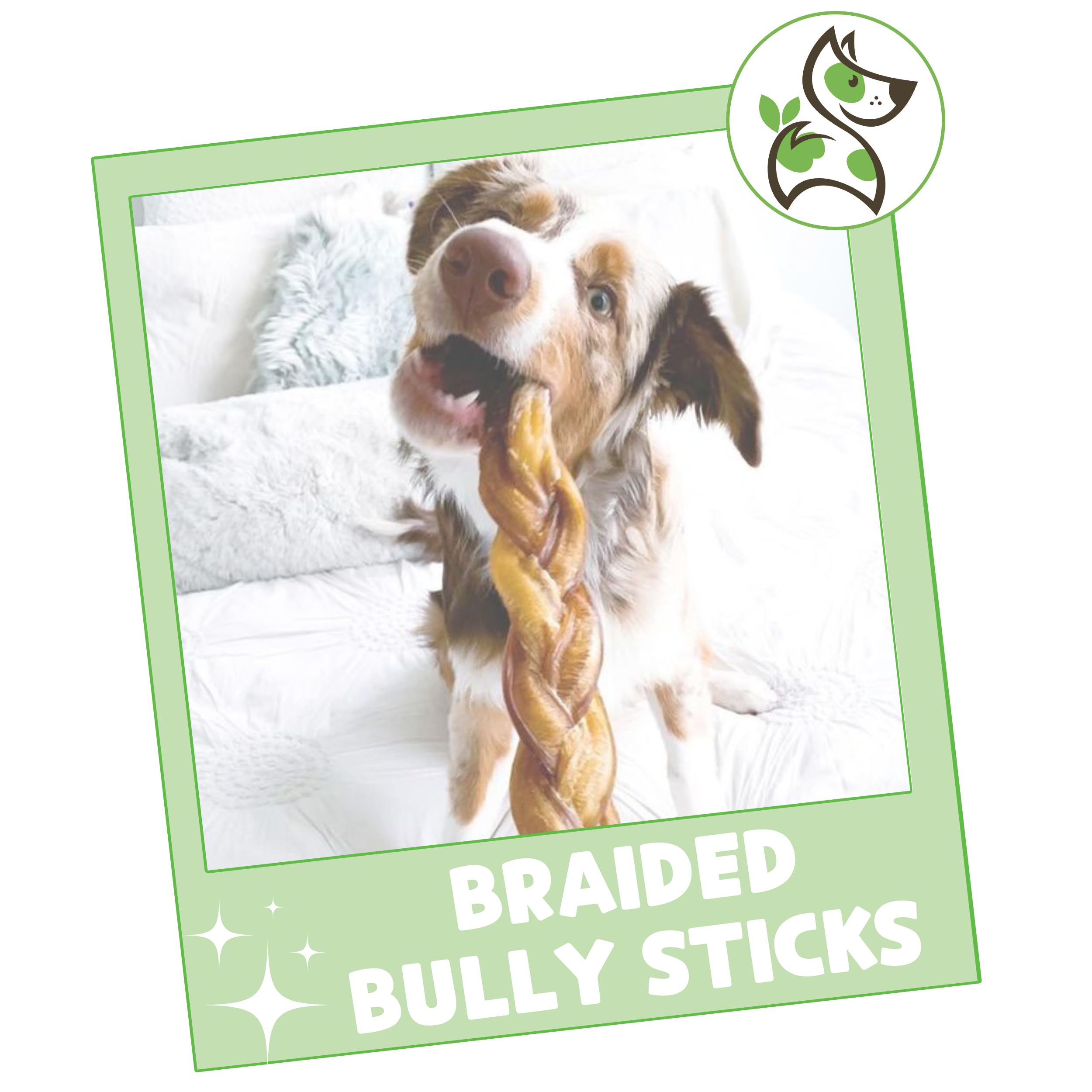 Nature Gnaws Braided Bully Sticks for Dogs 11-12" (10 Count) - Long Lasting for Aggressive Chewers and Large Dogs - Natural Beef Dog Chew Bones