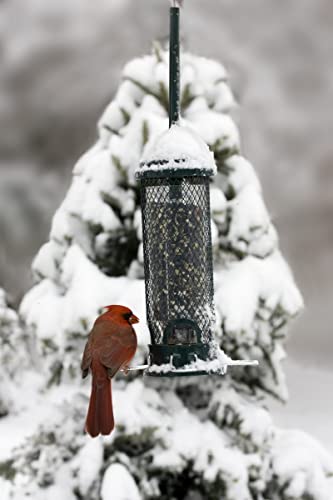 Squirrel Buster Mini Squirrel-Proof Bird Feeder w/4 Metal Perches, 0.98-Pound Seed Capacity & Wagner's 76027 Black Oil Sunflower Wild Bird Food, 25-Pound Bag