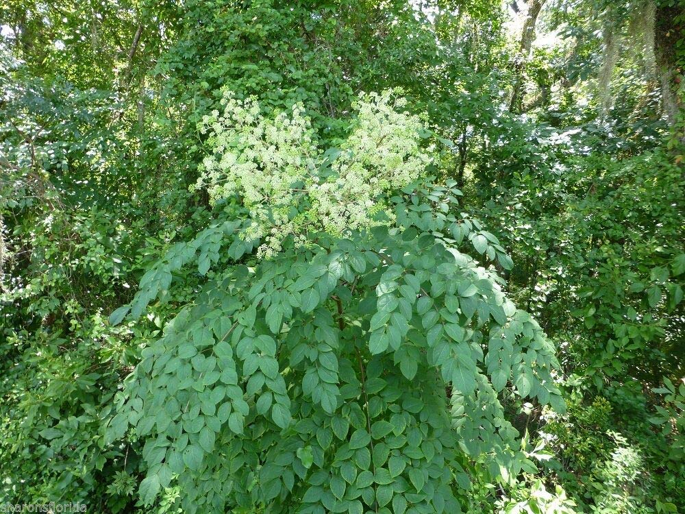 Germinazione dei semi: Walking Stick (Aralia spinosa) del Diavolo? 60 Semi