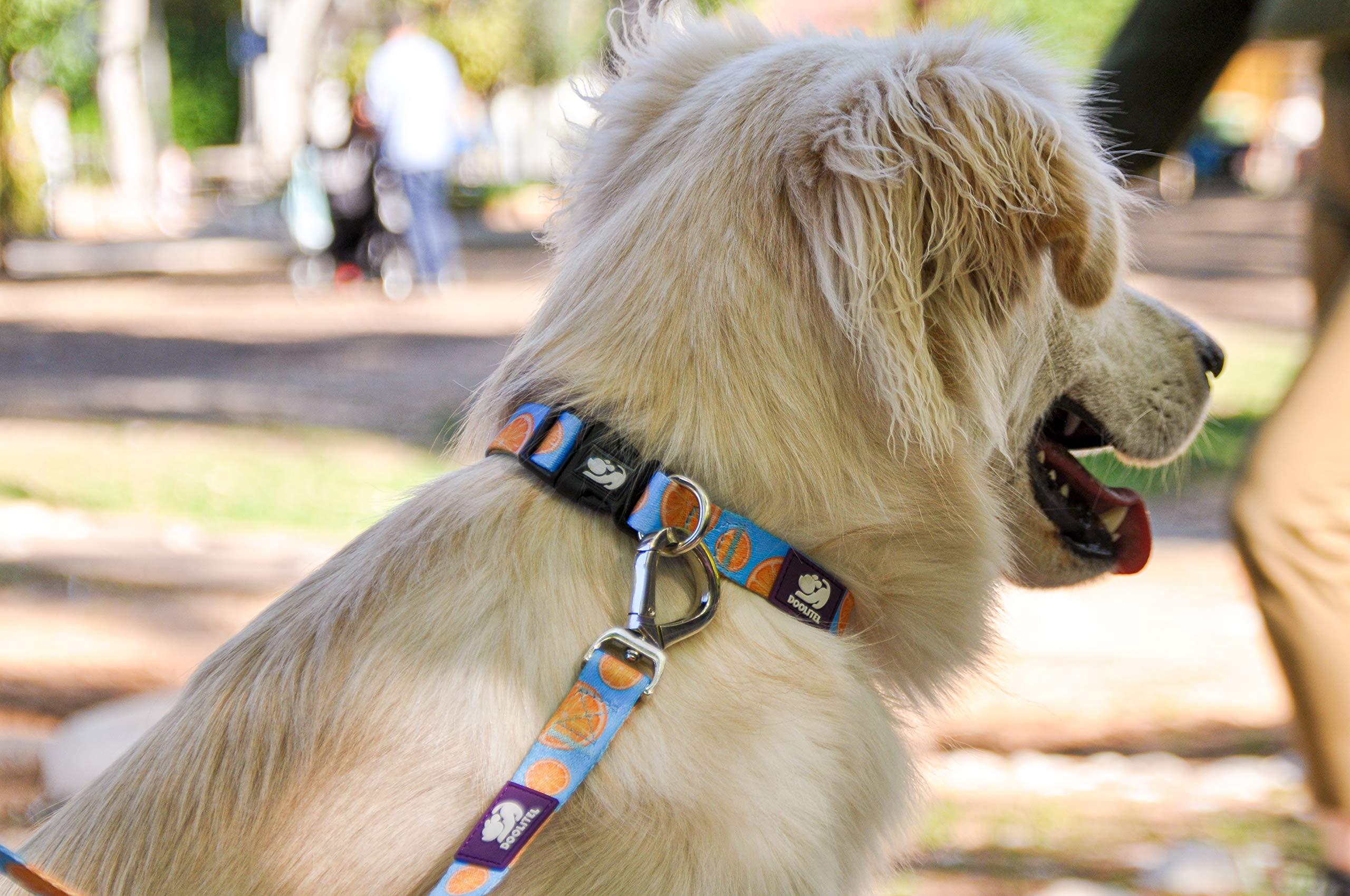 DOOLITEL Dog Collar [Oranges], Soft Polyester Material; Detachable, Adjustable Safety Buckle, Silicon Tag, Precise Heavy Duty Stitching, Steel D-Ring; Attach to Dog Leash, Suitable for Medium Dogs