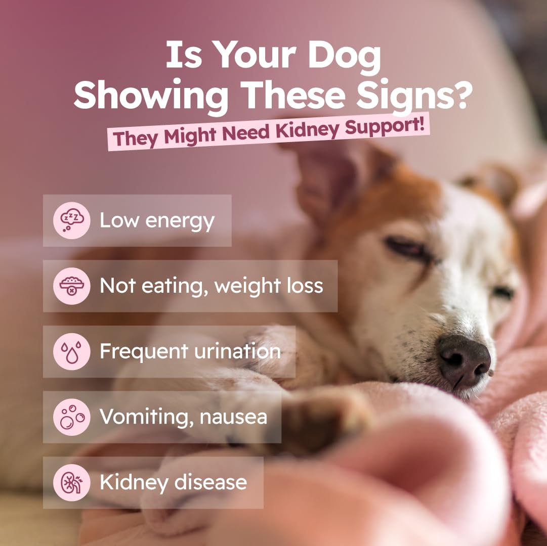 Milk Thistle for Dogs - Liver Support for Dogs - Milk Thistle for Cats - Milk Thistle Liquid - Dog Liver Supplement - Hepato Support for Dogs - Lower Liver Enzymes Naturally
