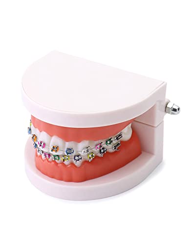 QWORK Typodonts Orthodontics Demonstration Model, Dental Tooth Research Model with Metal Wires and Ceramic Brackets, Teaching Teach Explanation Model for Adults