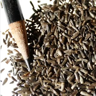 Maximilian Sunflower Seeds - Attracts Bees and Butterflies - Perennial Sunflower Native to North America, Approximtely 600 Seeds