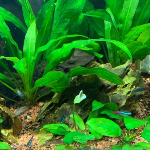 Mainam 3 Different Elodea Densa Amazon Sword Java Fern Tropical Freshwater Live Aquarium Plant Decorations 3 Days BUY2GET1FREE