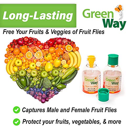 Greenway Traps Fruit Fly Trap (24 Traps) - Indoor and Kitchen Fruit Fly Trap - Eliminates Fruit Fly Infestations - Eliminate Adult Fruit Flies