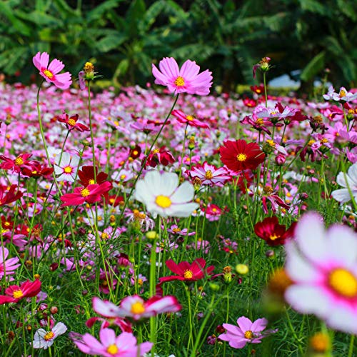 Cosmos(Cosmos bipinnatus) Non-GMO-Cosmos Flower Seed Mix Bulk Package of10,000 Seeds (10g)