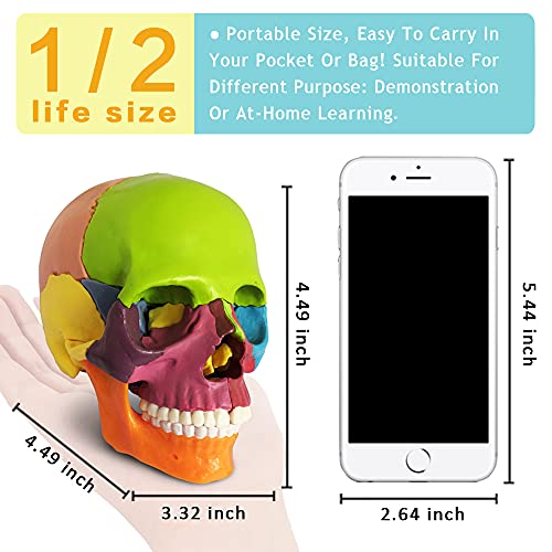 NEW HORIZON Human Model of Skeleton for Anatomy 67β High with 200+ Bones Structures,Skull Model Scientific Disarticulated Human Model of Skeleton Bundle for Anatomy,