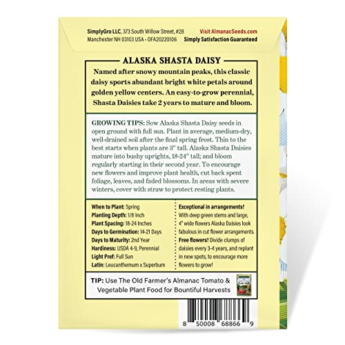The Old Farmer's Almanac Daisy Seeds (Shasta Alaska) - Approx 700 Flower Seeds - Non-GMO, Premium, Open Pollinated