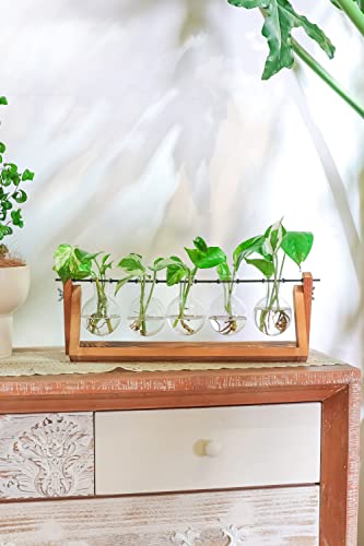 Ivolador Desktop Glass Bulb Plant Terrarium with Retro Solid Wooden Stand and Metal Swivel Holder for Hydroponics Plants Home Garden Wedding Decor (5 Bulbs)