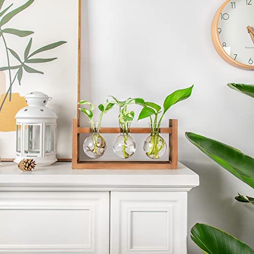 Ivolador Tabletop Propagation Station,Plants Terrarium Glass Bulb Terrarium with Retro Solid Wooden Stand for Hydroponics Plants Home Garden Wedding Décor (3 Bulbs)
