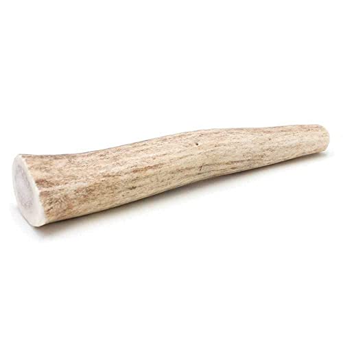 Spizzles Elk Antler Dog Chew Solid, Long Lasting Bone for Small Breed Aggressive Chewers, All Natural, No Odor, No Mess, No Preservatives, USA, 4 inch
