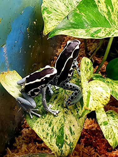 Josh's Frogs Bioactive Dart Frog Substrate Vivarium Bundle- Extra Large