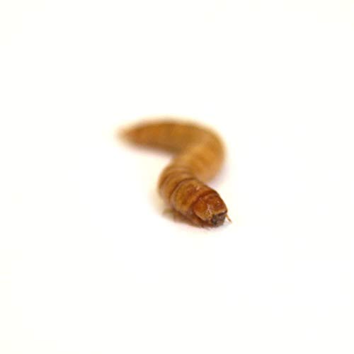 Josh's Frogs Mealworms (250 Count)