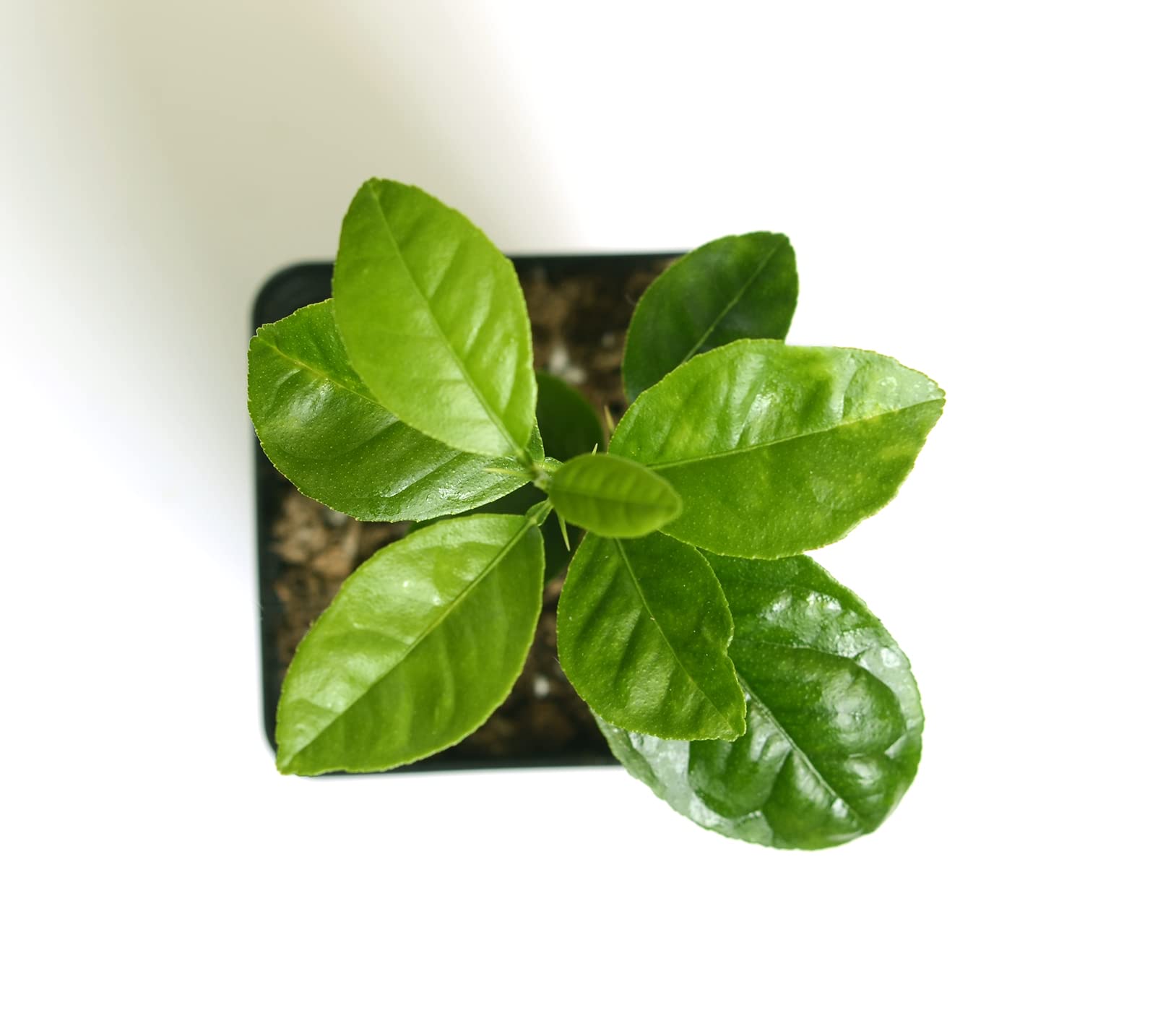 Gerald Winters and Son Key Lime Tree Starter Plant . Citrus aurantifolia. 3β - 5β