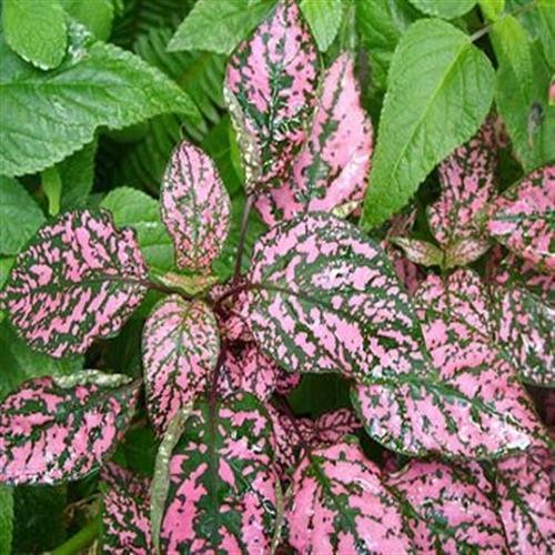 Fresh 50 semi - Semi Hypoestes Rosa Pois Fiore