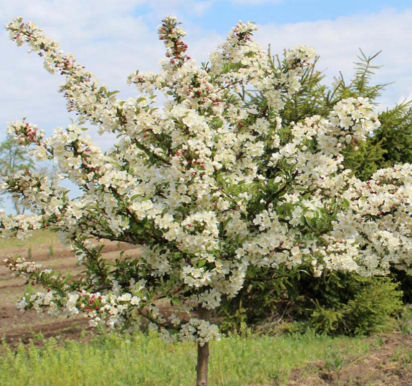 Malus sargentii (Sargent's Crabapple) Tree Seed, Fragrant White Flowers, Small, Dark red, Persistent Fruits, You Choose The Quantity (1 Pack)
