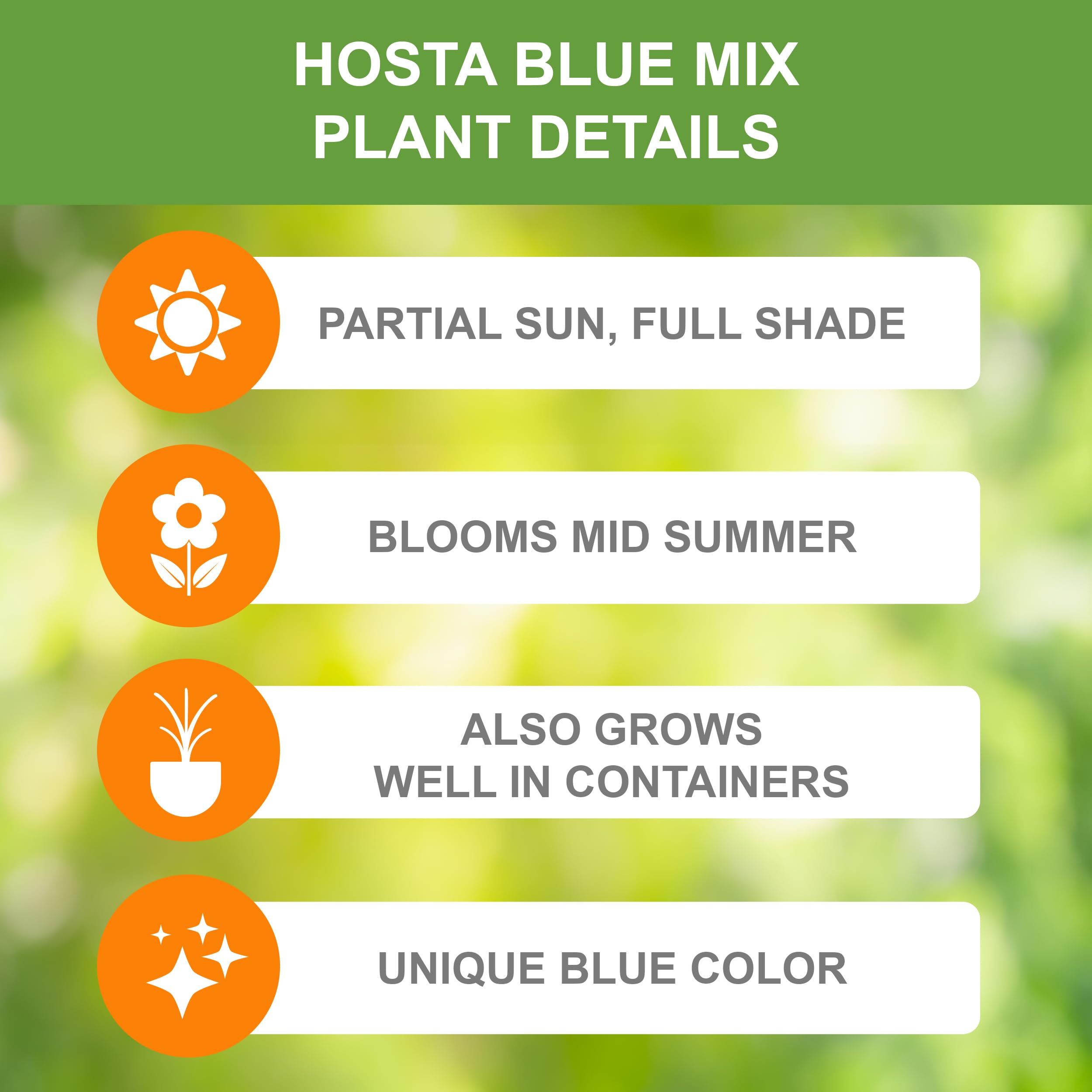 Garden State Bulb Hosta Blue Mix, Live Bare Root Tubers (Bag of 6)