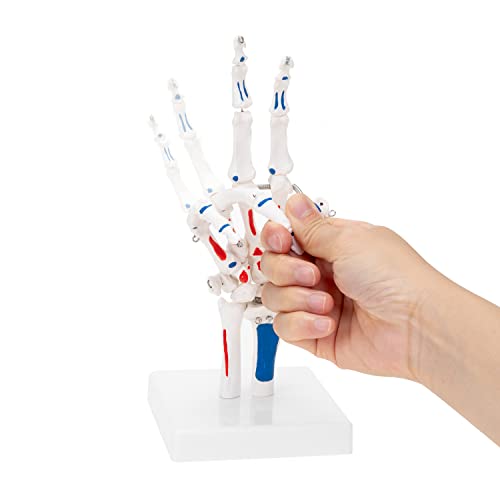Winyousk Human Hand Model with Articulated Joints for Natural Movement, Show Muscle Start and End Points,Hand Skeleton Model Showing Ulna and Radius