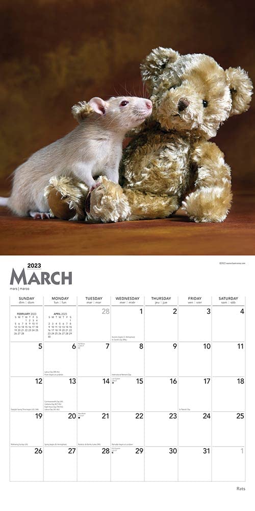 Rats | 2023 12 x 24 Inch Monthly Square Wall Calendar | BrownTrout | Domestic Animals Mouse