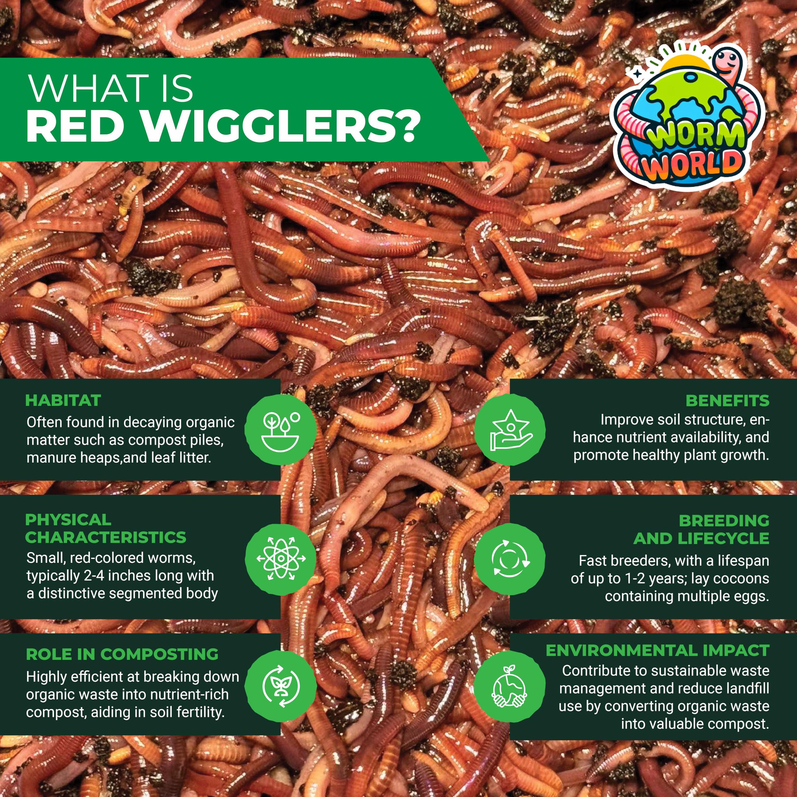 Generic 1000 Red Wigglers for Composting - Live Worms for Vermiculture and Organic Gardening - Perfect for Soil Enrichment and Waste Reduction, Brown