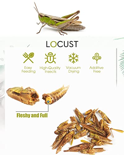 Tasty Freeze Dried Grasshopper Reptile Food for Turtles, Bearded Dragon, Hedgehog,Lizard, Chameleon, Birds (3 OZ)