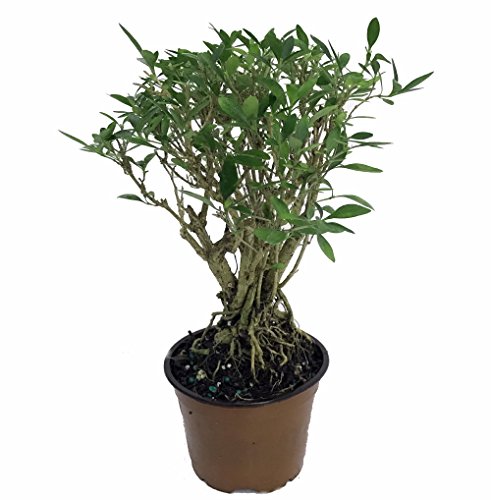 Japanese Serissa Bonsai Tree 4" Pot - Exposed Roots