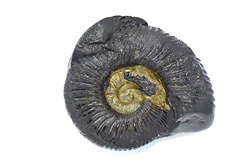 RUDRADIVINE Rudra Divine Natural Shaligram Stone/Shila AAA Quality for Home & Office from Gandaki River Nepal