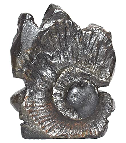 Rudrakshguru Goddess Lakshmi Idol Carved on Natural Sudarshan Shaligram