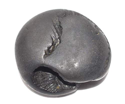 Rudrakshguru Laxmi Narasimha Shaligram
