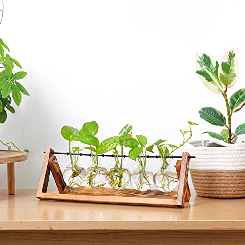 Ivolador Desktop Glass Bulb Plant Terrarium with Retro Solid Wooden Stand and Metal Swivel Holder for Hydroponics Plants Home Garden Wedding Decor (5 Bulbs)