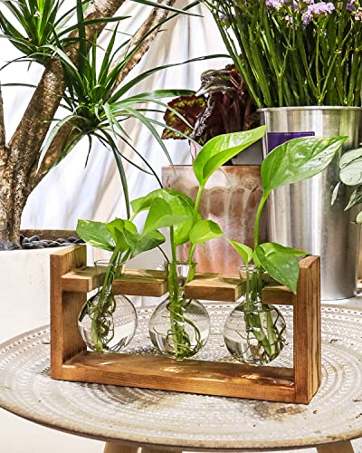 Ivolador Tabletop Propagation Station,Plants Terrarium Glass Bulb Terrarium with Retro Solid Wooden Stand for Hydroponics Plants Home Garden Wedding Décor (3 Bulbs)