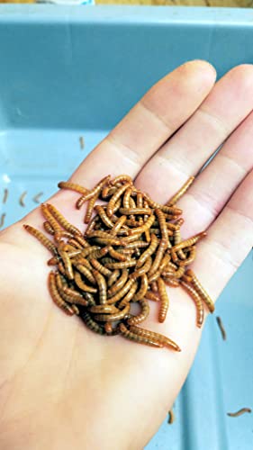 Josh's Frogs Mealworms (250 Count)