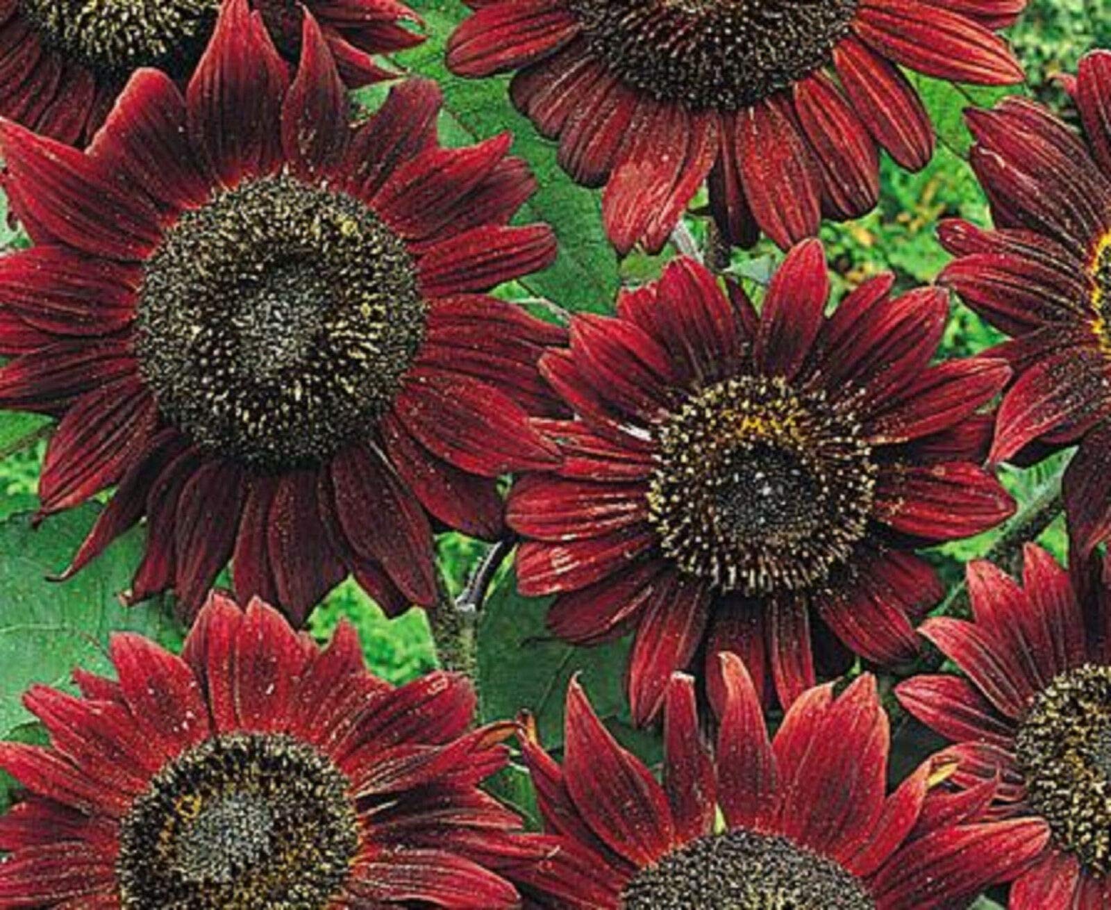Germinazione dei Semi: Velvet Queen Semi di Girasole - Sostanze
