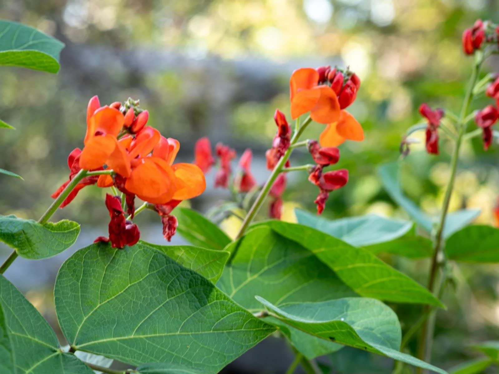 Gaea's Blessing Seeds - Scarlet Runner Bean Seeds - Non-GMO Seeds for Planting with Easy to Follow Instructions 94% Germination Rate