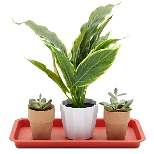 Juvale 8 Pack Plastic Plant Drip Trays for Planters, Pots, Rectangular Saucer Pans for Indoors, Outdoors (Terracotta Red, 6.5x12 in)