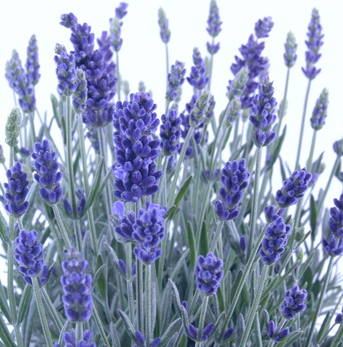 Earthcare Seeds English Lavender 500 Seeds (Lavandula angustifolia) Heirloom - Perennial - Non GMO