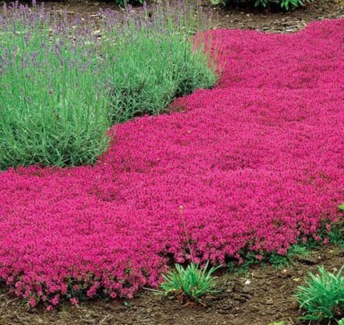KVITER Solution Creeping Thyme 6000+ Seeds-Walk on Me,Thymus Serpyllum Herb Flower Hardy Ground Cover Seeds, Elfin Thyme Perennial Fragrant Flowers Planting