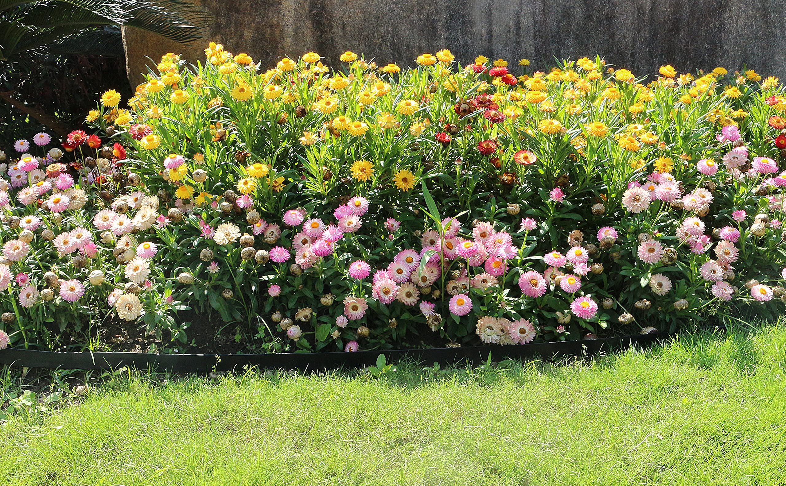 Gardzen 1.5" x100' Landscape Edging Kit, Garden Edging Coil Comes with 120 Pcs Spikes, No Dig Lawn Border Design