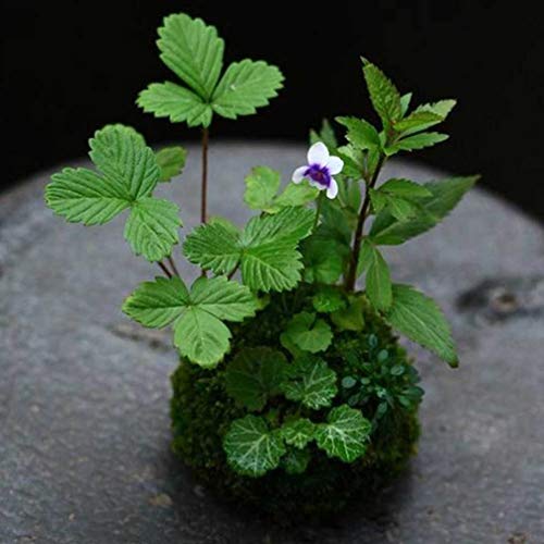 Generic 5pcs Moss Ball Planter Japanese Style Natural Kokedama Flower Vase Flower Pot Creative Sphagnum Flower Holder Potted Hydrating Bonsai Plants Containers for Home Wedding Decor