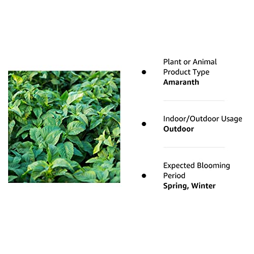 Jamaican CALLALOO,(500 Seeds) amaranth, Used in,West Indian & Asian Cuisines
