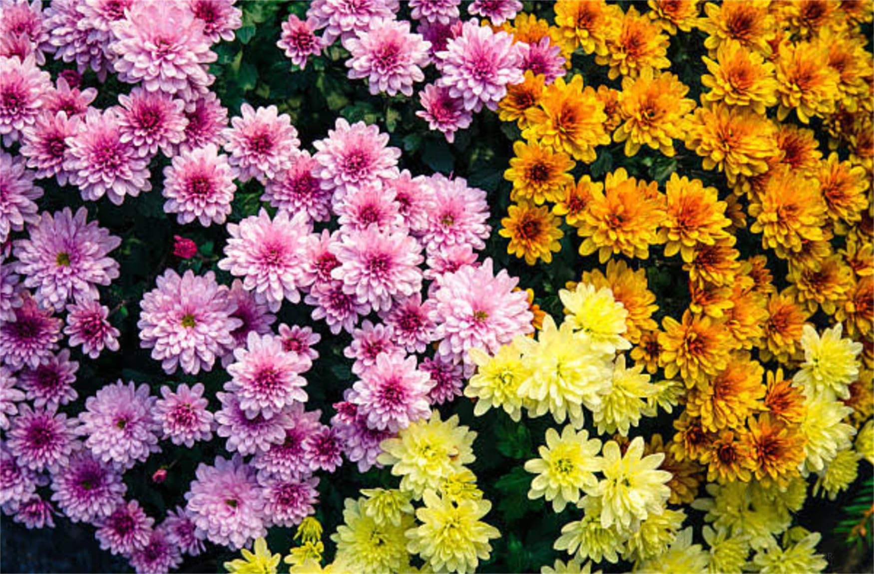 Garden Plant Seed Garden Mum Mix 200+ Seeds Chrysanthemum Indicum Seeds Perennial Long Flowering