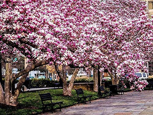 Jane Magnolia Tree - Live Plant/Shrub/Bush - 6-12" Tall Seedling - 2.5" Pot - Ships Potted