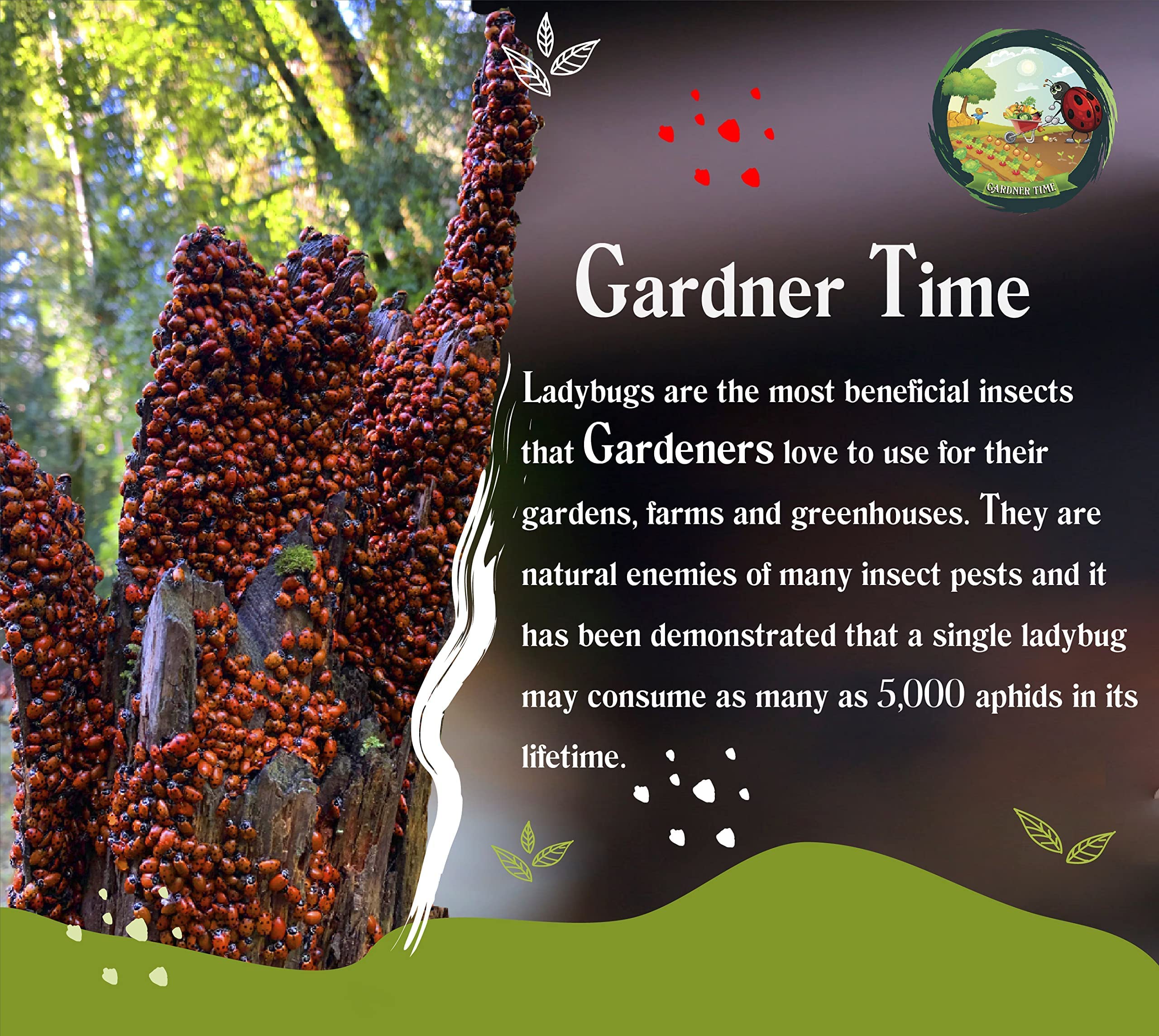 Gardner Time Live Ladybugs - Good Bugs for Garden - Pre-Fed Hippodamia Convergens - Ladybugs - Guaranteed Live Delivery - Ladybugs Live (150)