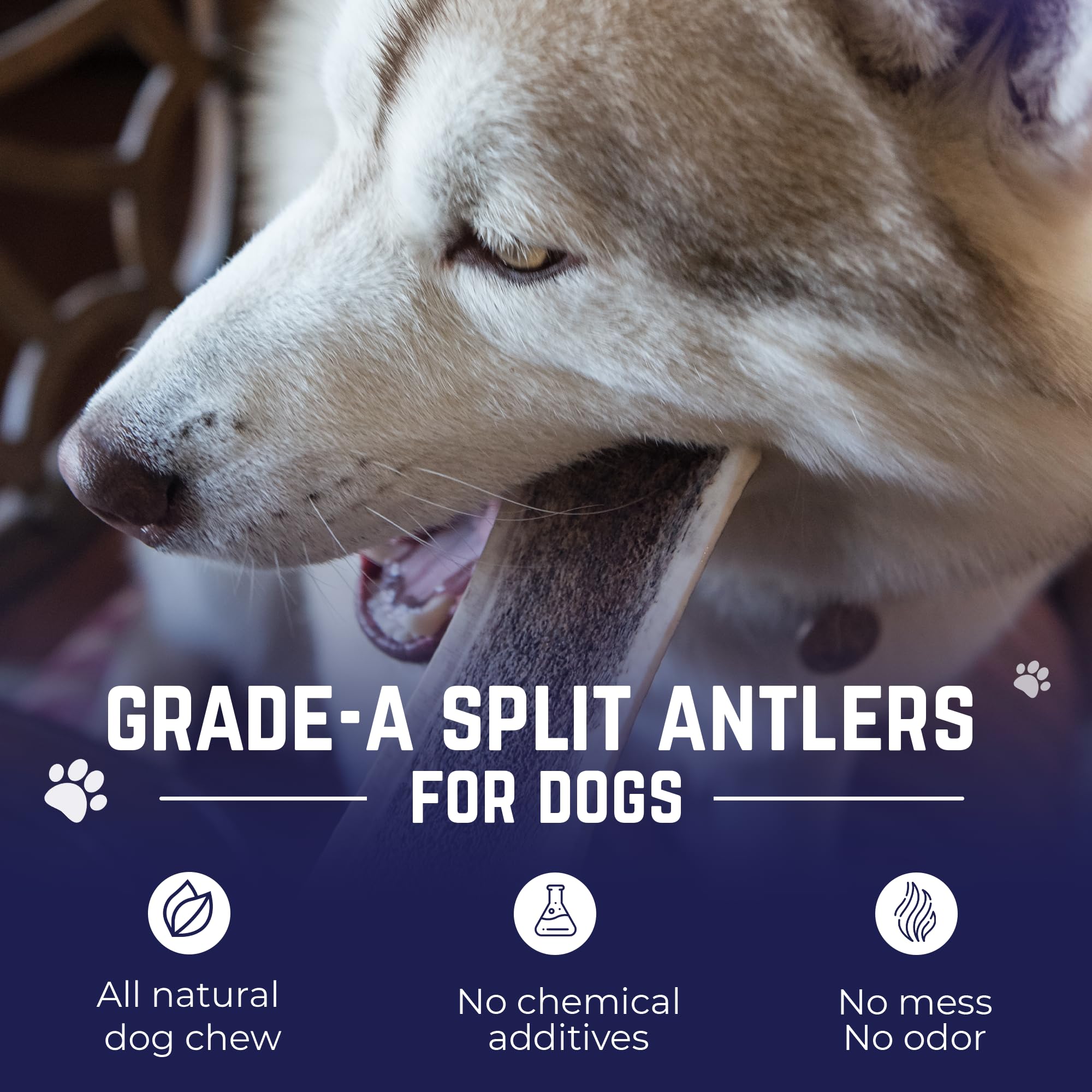 Devil Dog Pet Co. Split Elk Antlers for Dogs, 1 Pack, Medium 5β+, Grade A Long Lasting Dog Bones for Aggressive Chewers, Premium USA Naturally Shed Antler Dog Chew β No Odor, Dog Antler Chews