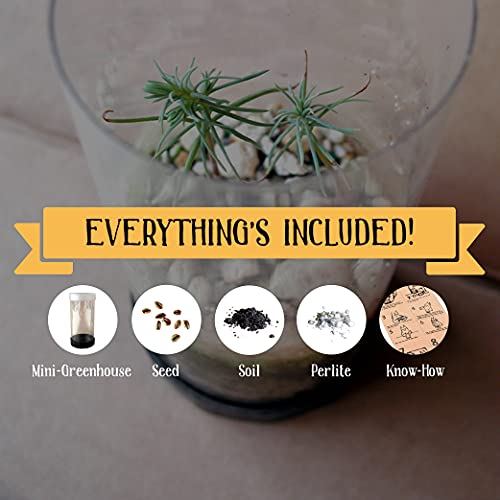 Jurassic Ginkgo | Tree Seed Grow Kit | The Jonsteen Company