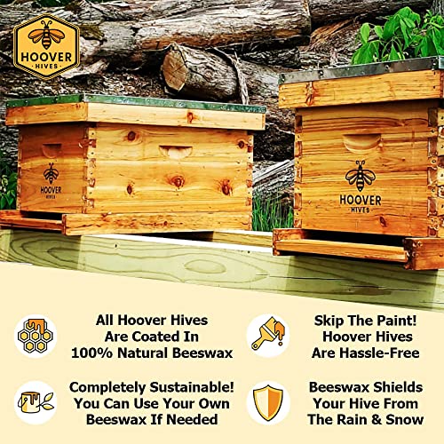 Hoover Hives 8 Frame Beehive Kit - Dipped in 100% Beeswax Includes Wooden Frames & Waxed Foundations (2 Deep Boxes, 1 Medium Box)