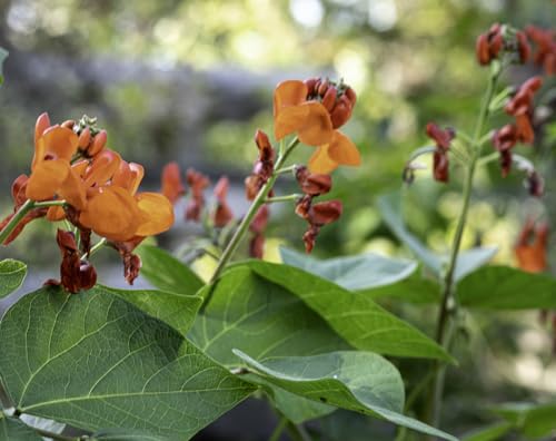 Heirloom Scarlet Runner Beans Seeds - 20 Large Bean Seeds Non GMO - Marde Ross & Company ®