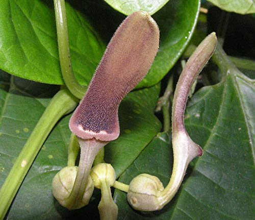 Germinazione dei Semi: 30 Semi: Semi Aristolochia tagala, Pipevine, Tubo dell'olandese, Import India 4/2018
