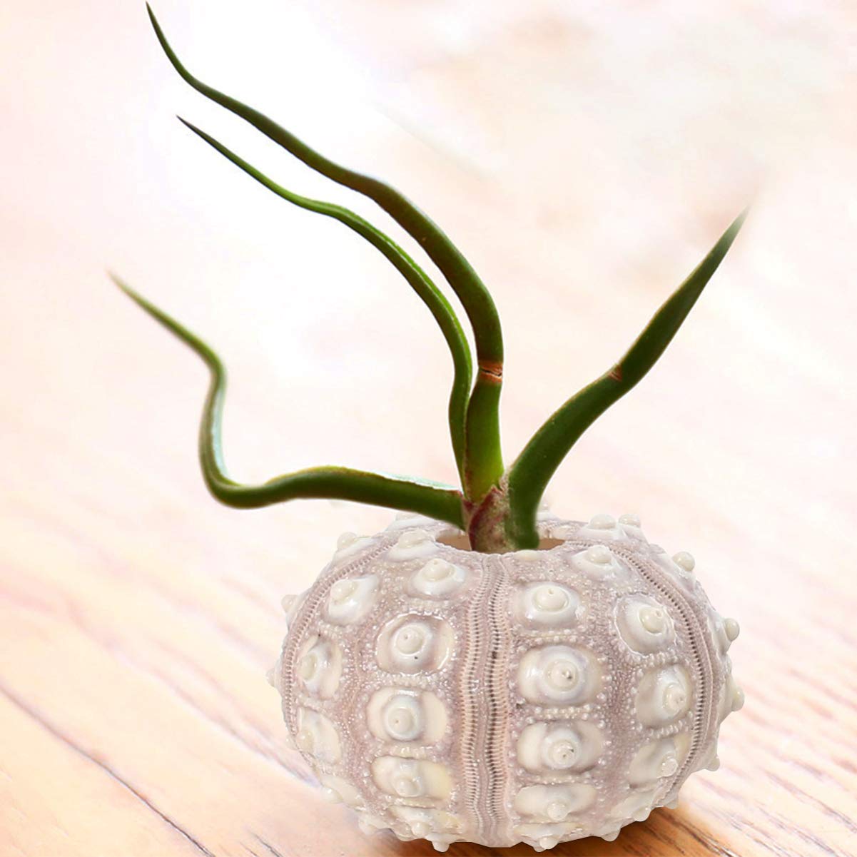 Hemoton 4Pcs Sea Urchin Shells Air Plant Planter Holder Tillandsia Small Container Plant Bonsai Cactus Pot Decorative Home Decor for Desktop